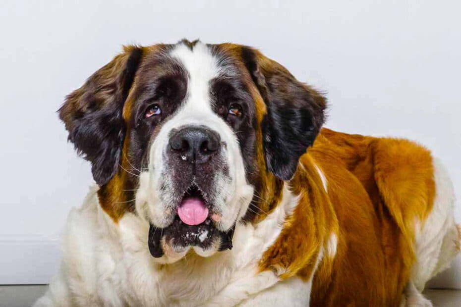 Сенбернар - все о собаке, 5 минусов и 9 плюсов породы