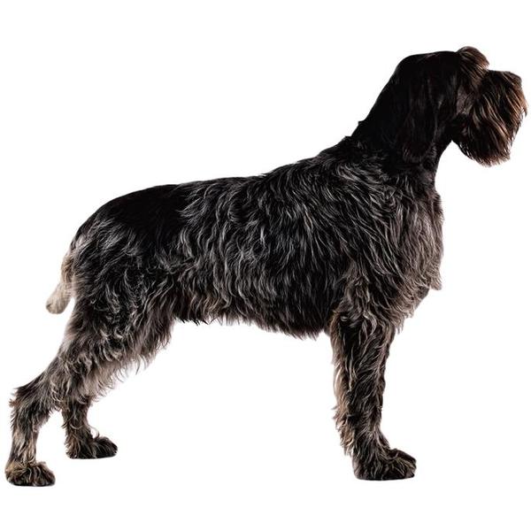 Сравнение породы собаки - Немецкий штихельхаар